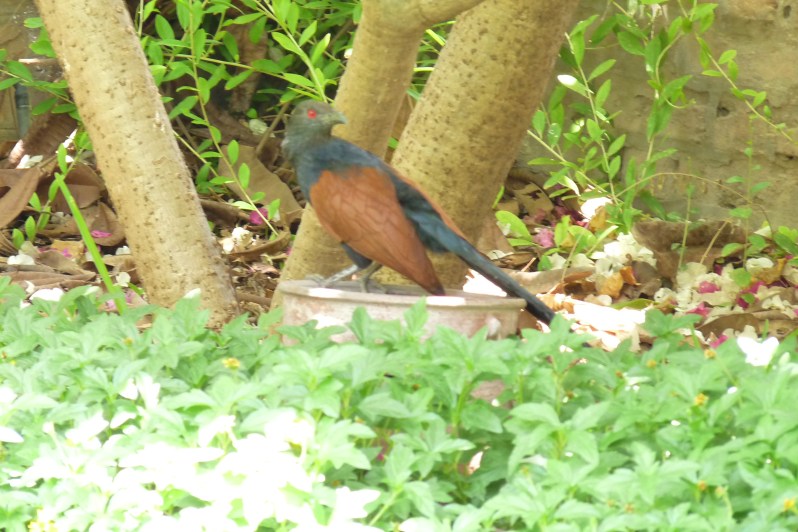 The Coucals are Calling – Millennial Matriarchs