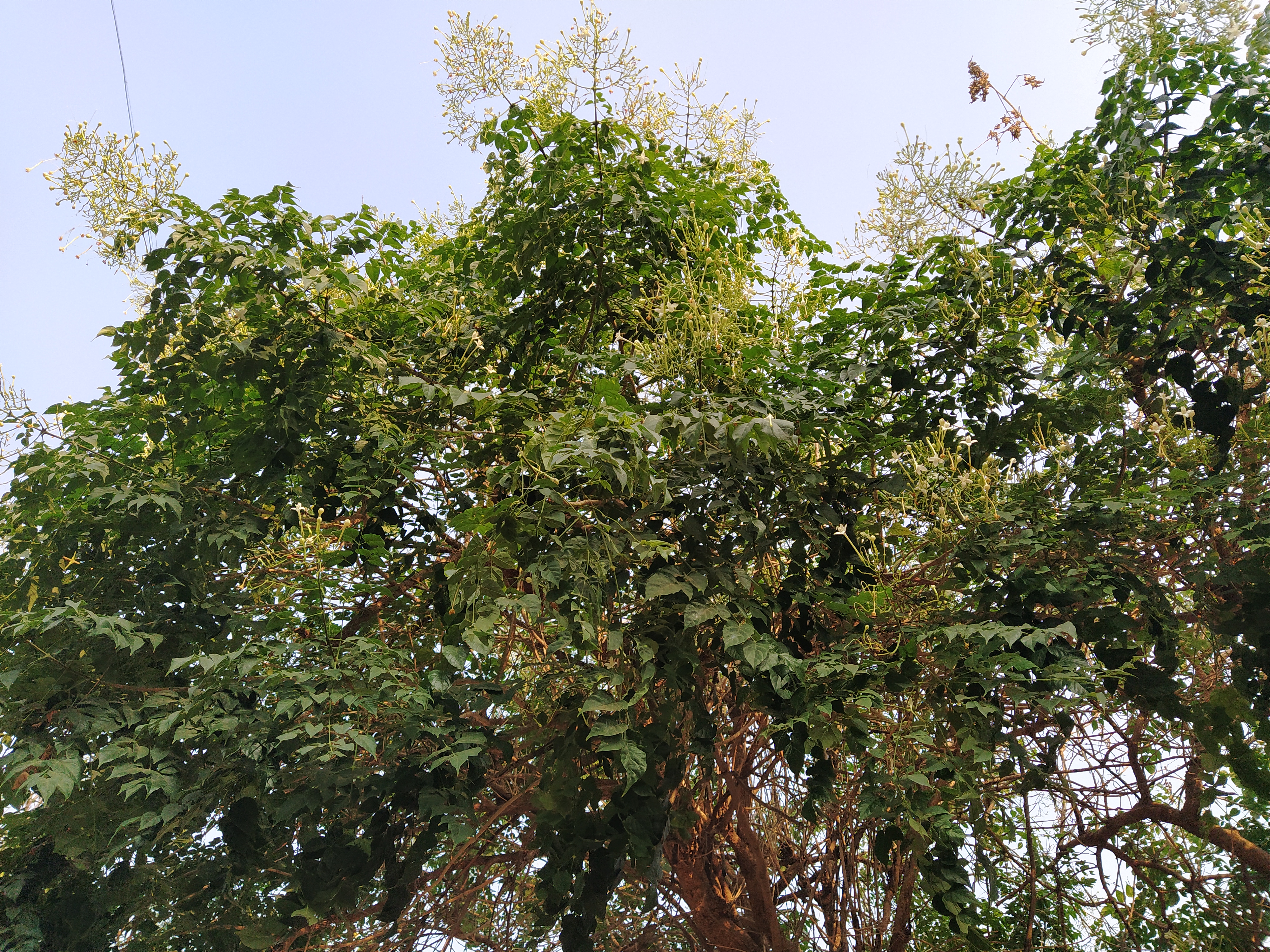 Neem Chameli-Indian Cork Tree – Millennial Matriarchs