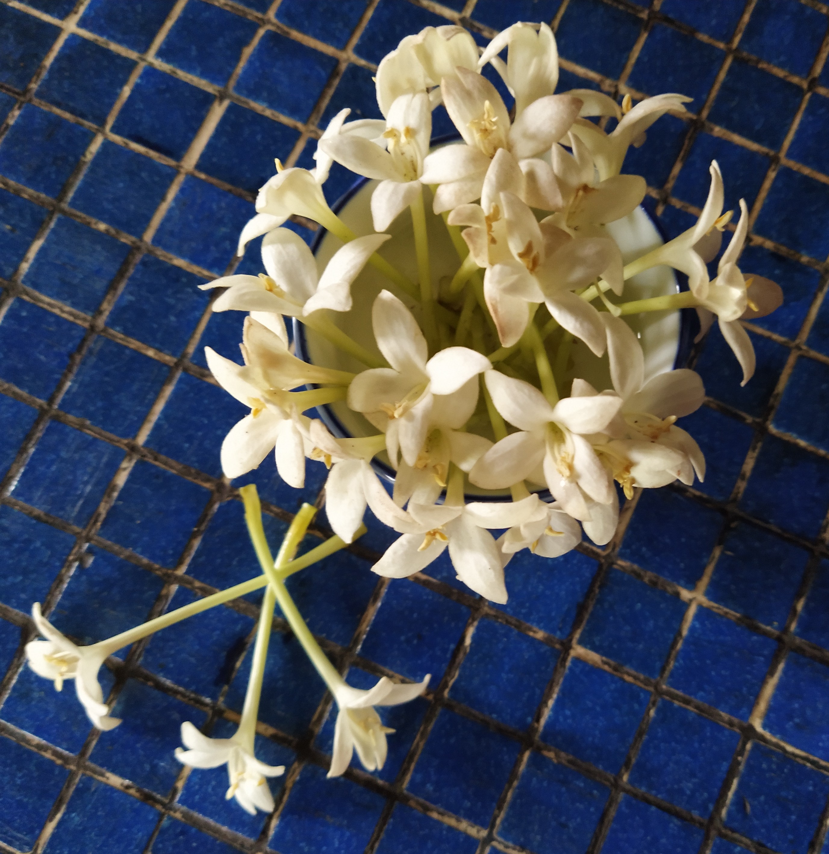 Neem Chameli-Indian Cork Tree – Millennial Matriarchs