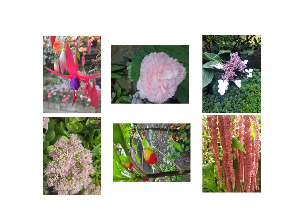 A Quarry Blooms: Butchart Gardens – Millennial Matriarchs