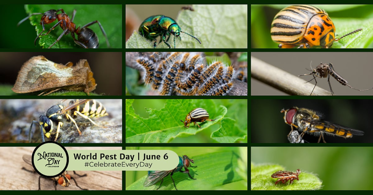 A Pesky Problem: Pest Management – Millennial Matriarchs